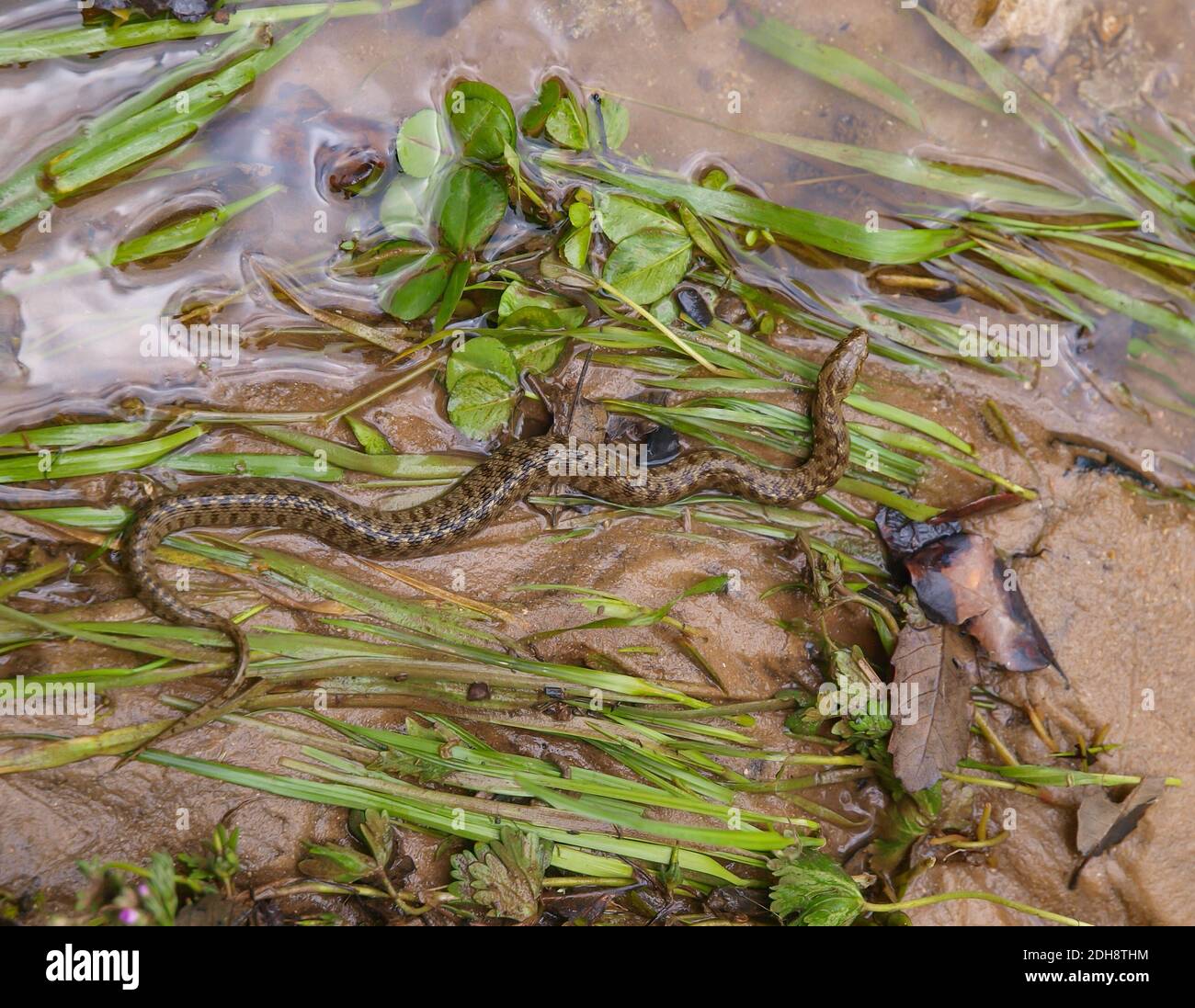 viperine snake, Natrix maura in spain Stock Photo - Alamy