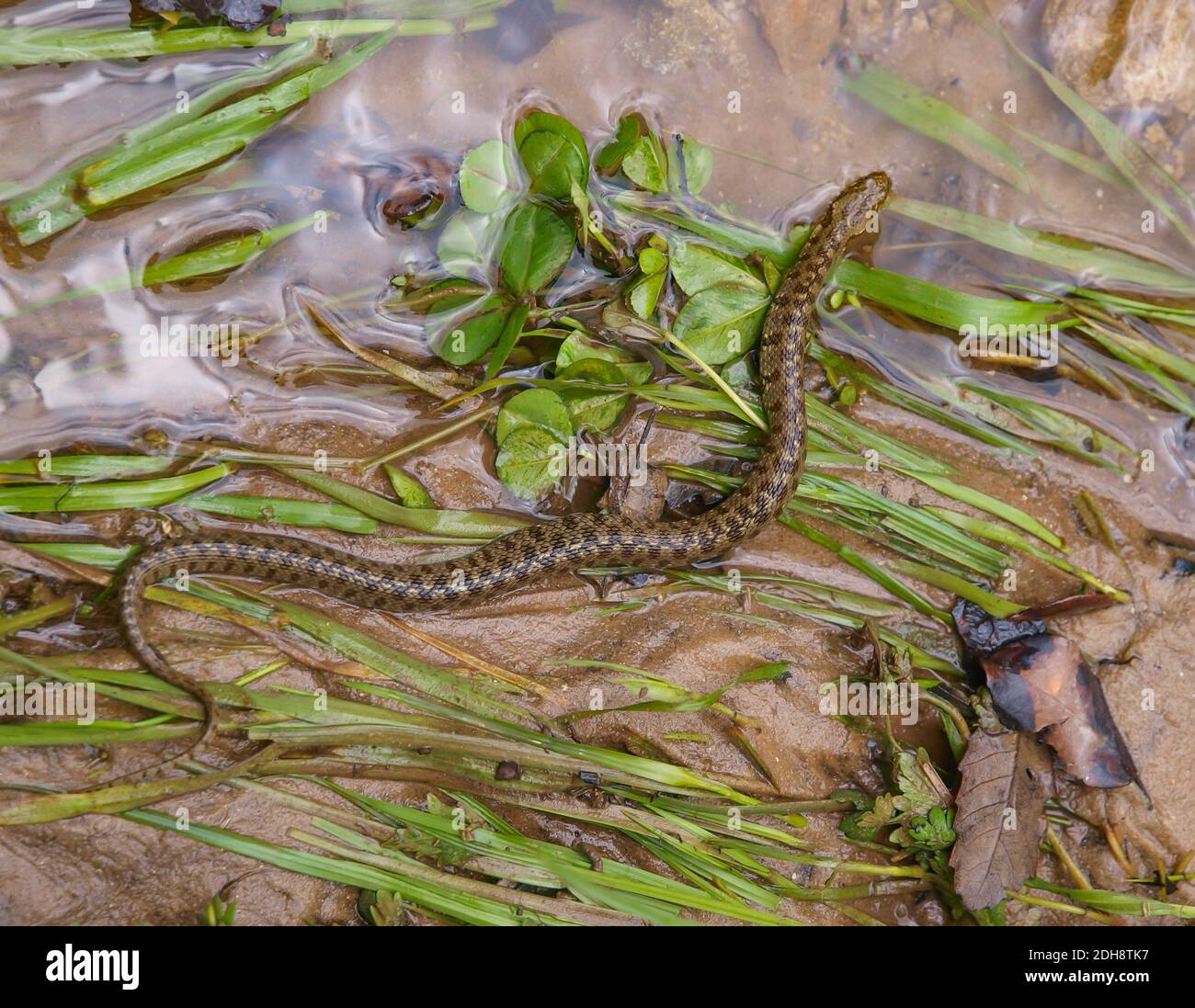 viperine snake, Natrix maura in spain Stock Photo - Alamy