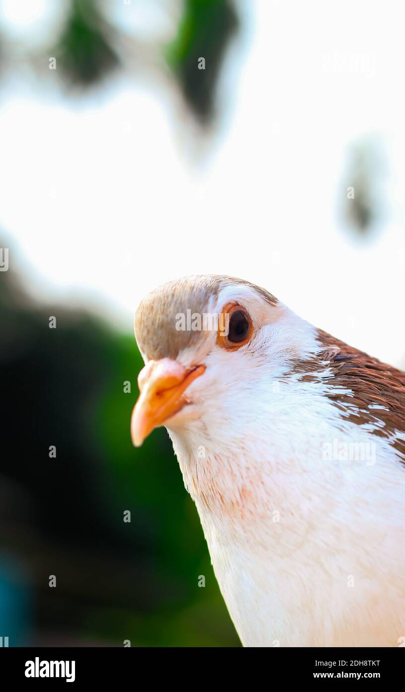 Pigeon posing for the photo. Front view of the face of pigeon face to ...