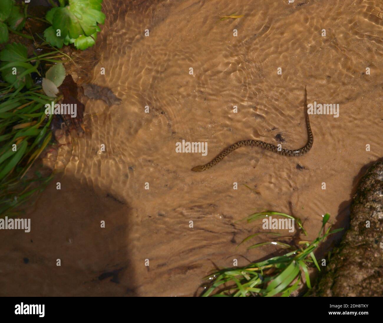 viperine snake, Natrix maura in spain Stock Photo - Alamy