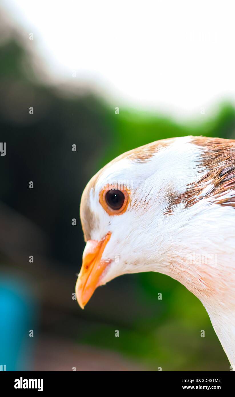 Pigeon posing for the photo. Front view of the face of pigeon face to ...