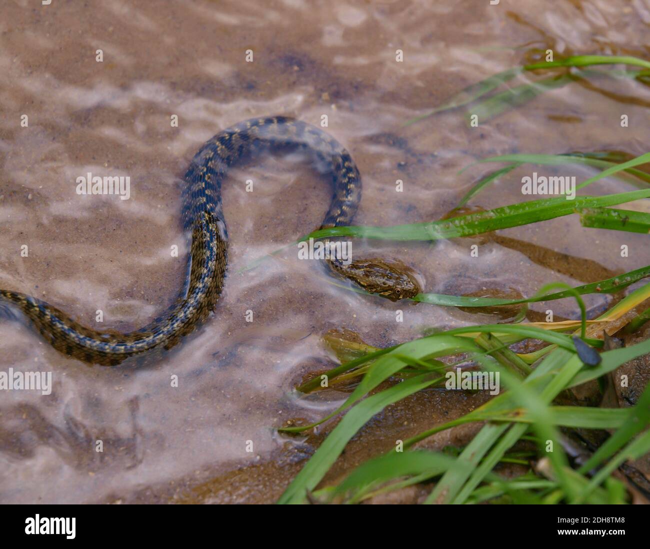 viperine snake, Natrix maura in spain Stock Photo - Alamy