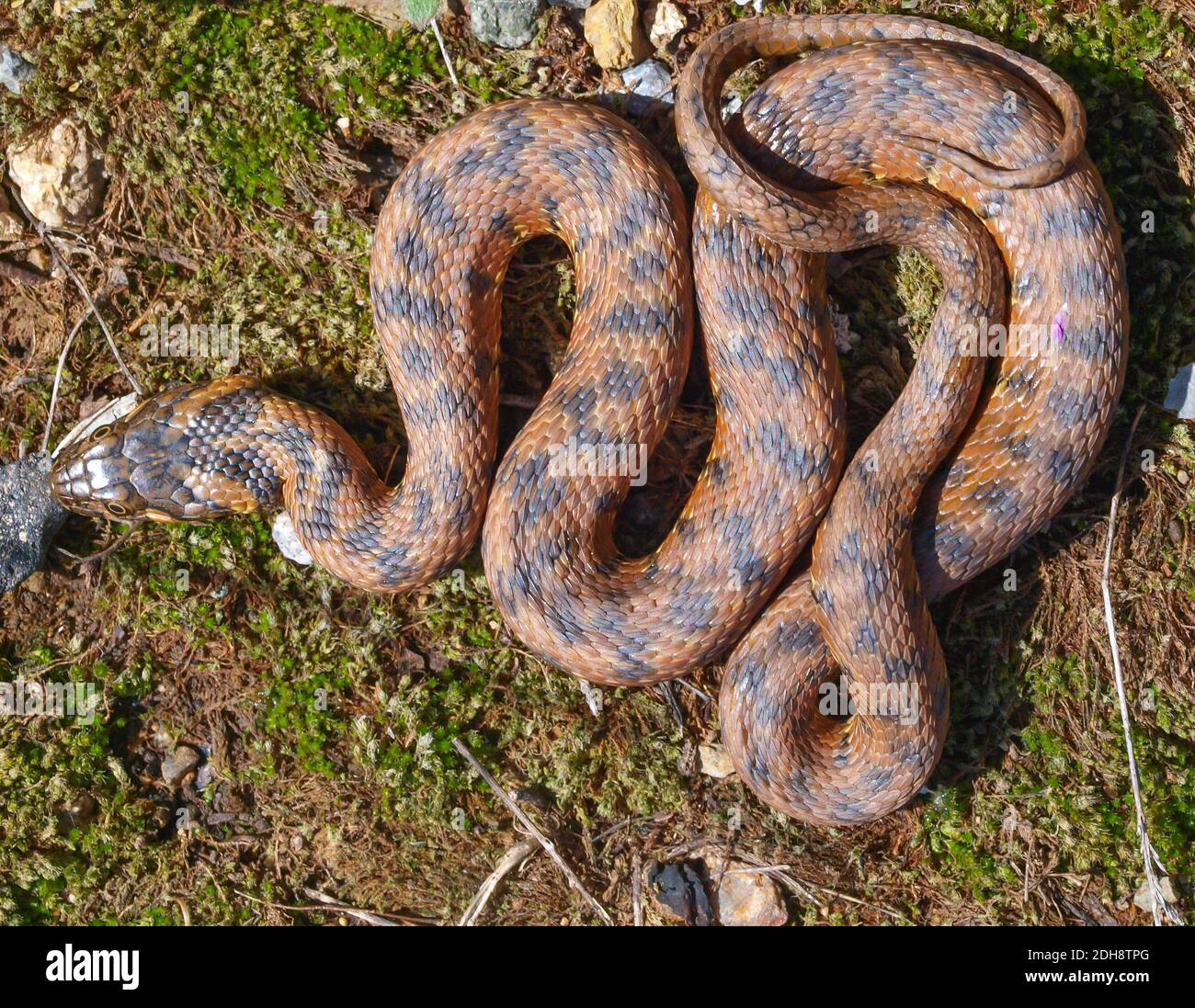 viperine snake, Natrix maura in spain Stock Photo - Alamy