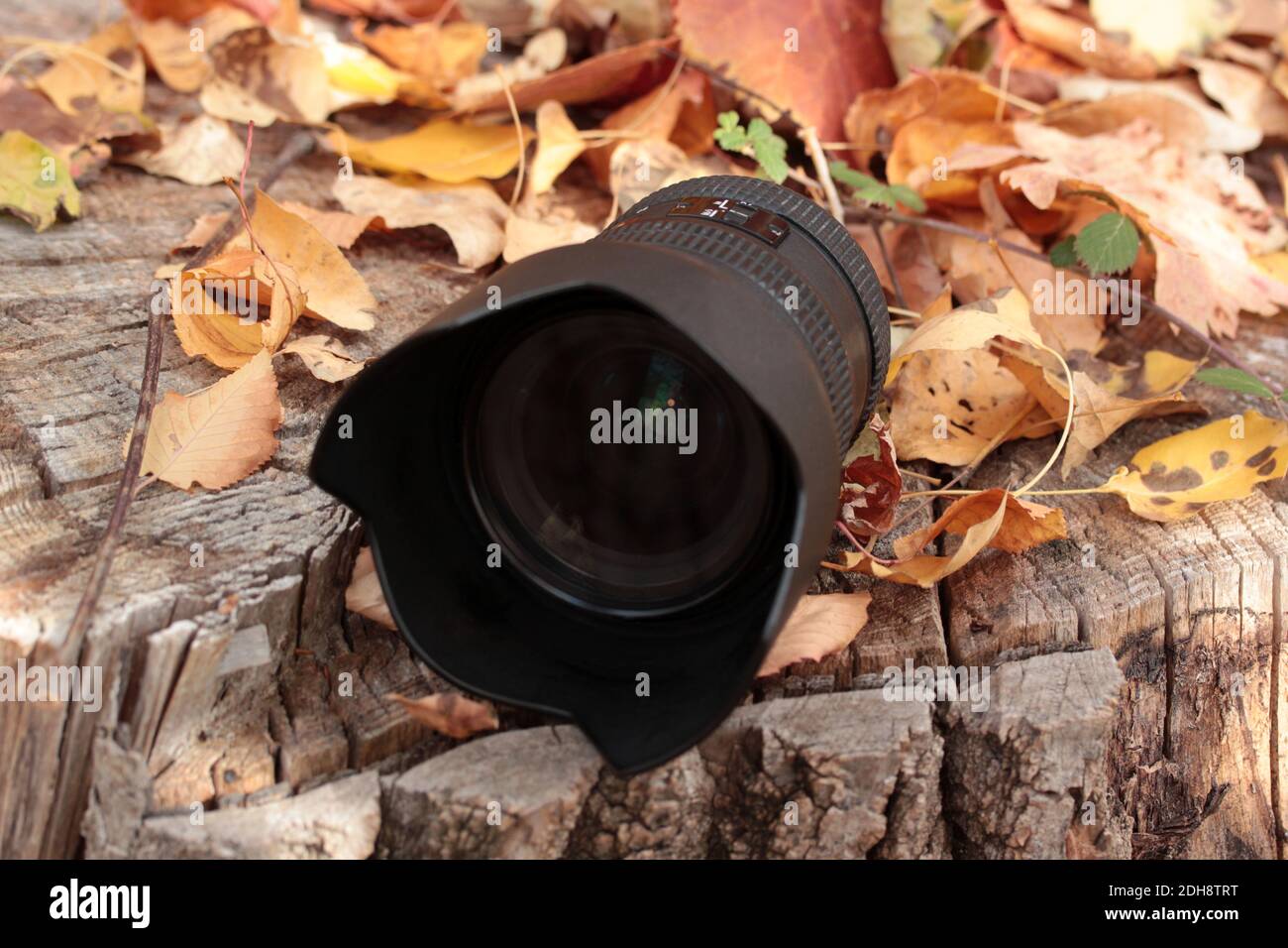 Yellow leaves and camera lens Stock Photo - Alamy