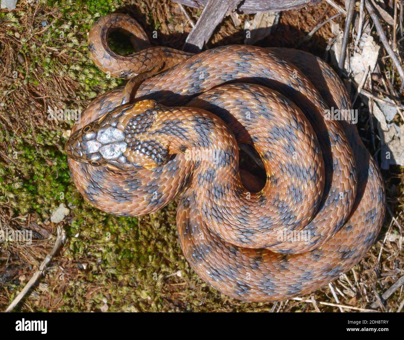viperine snake, Natrix maura in spain Stock Photo - Alamy