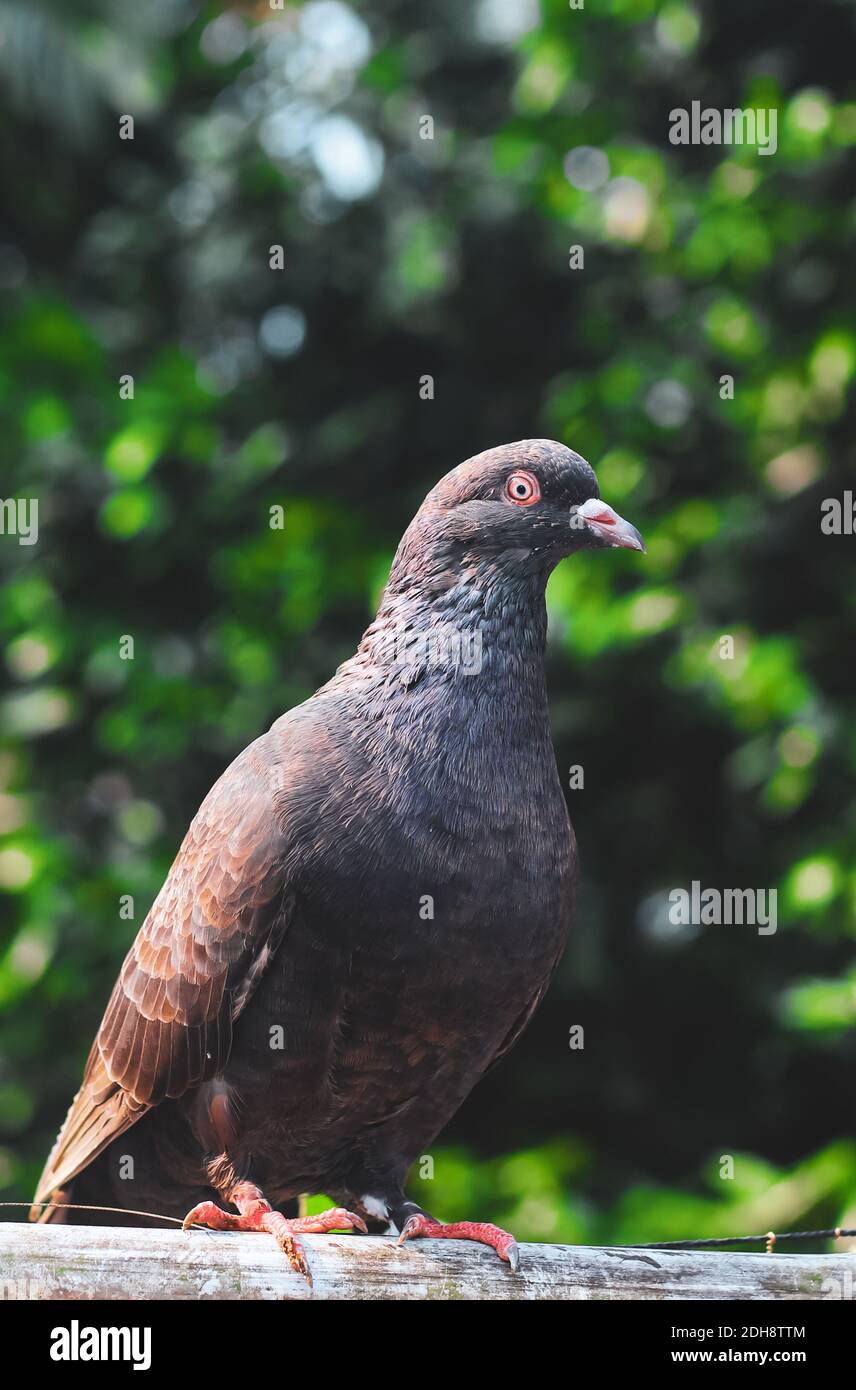 Messenger pigeon hi-res stock photography and images - Alamy