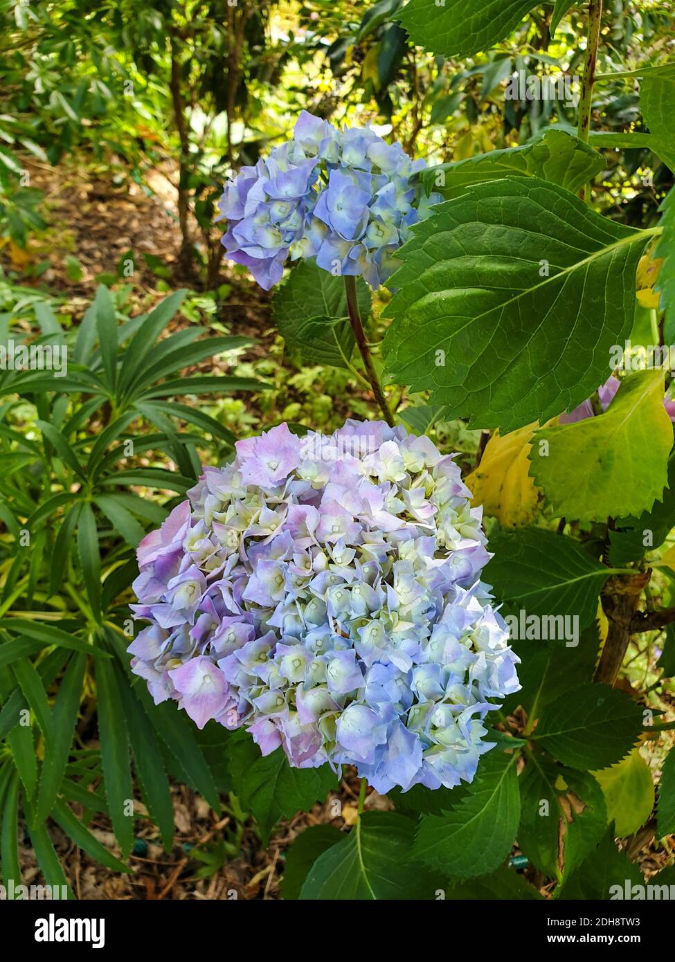 A vertical shot of beautiful hydrangea flowers in a garden in Southern ...