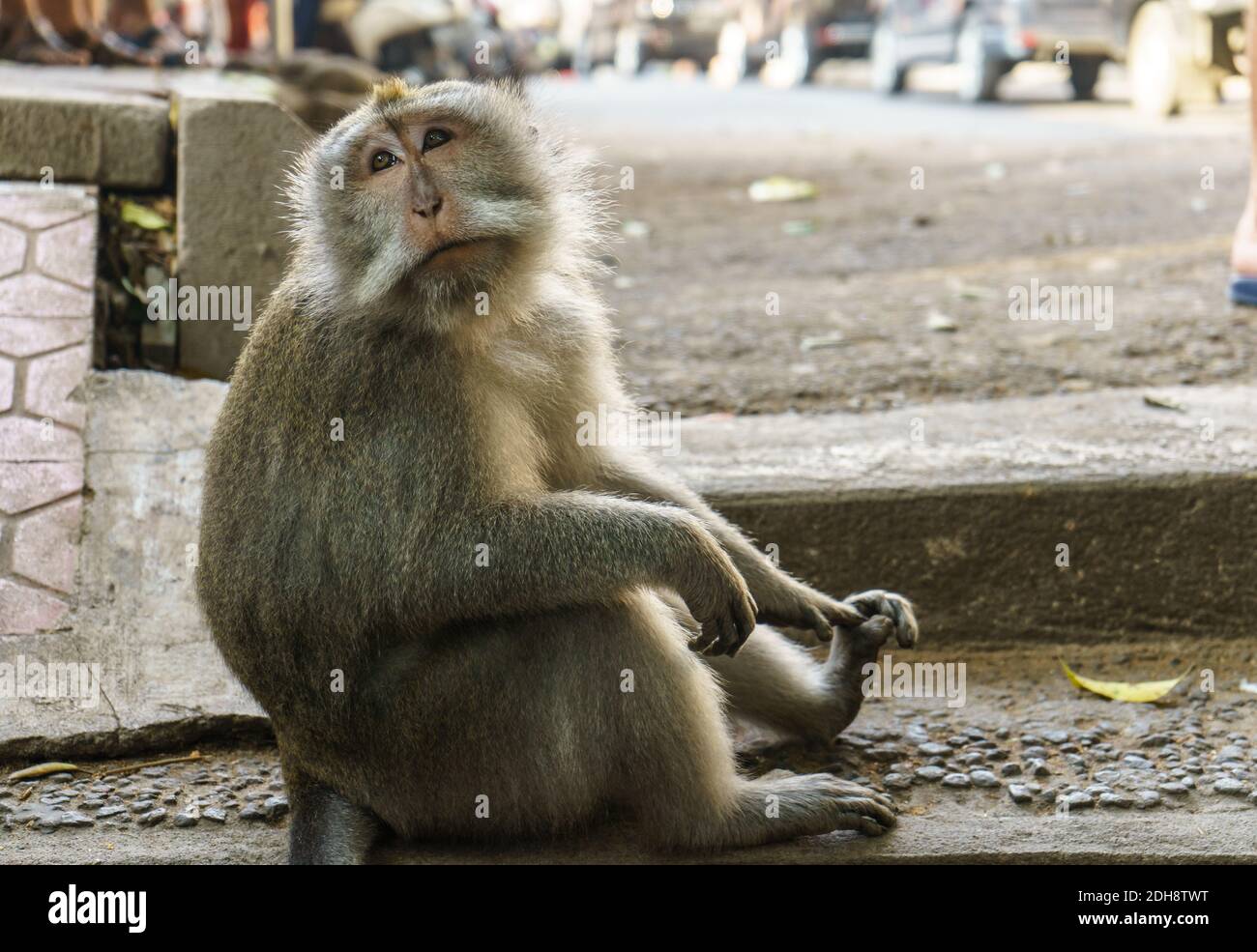 The adult monkey sits in the forest. Monkey Forest, Ubud, Bali ...