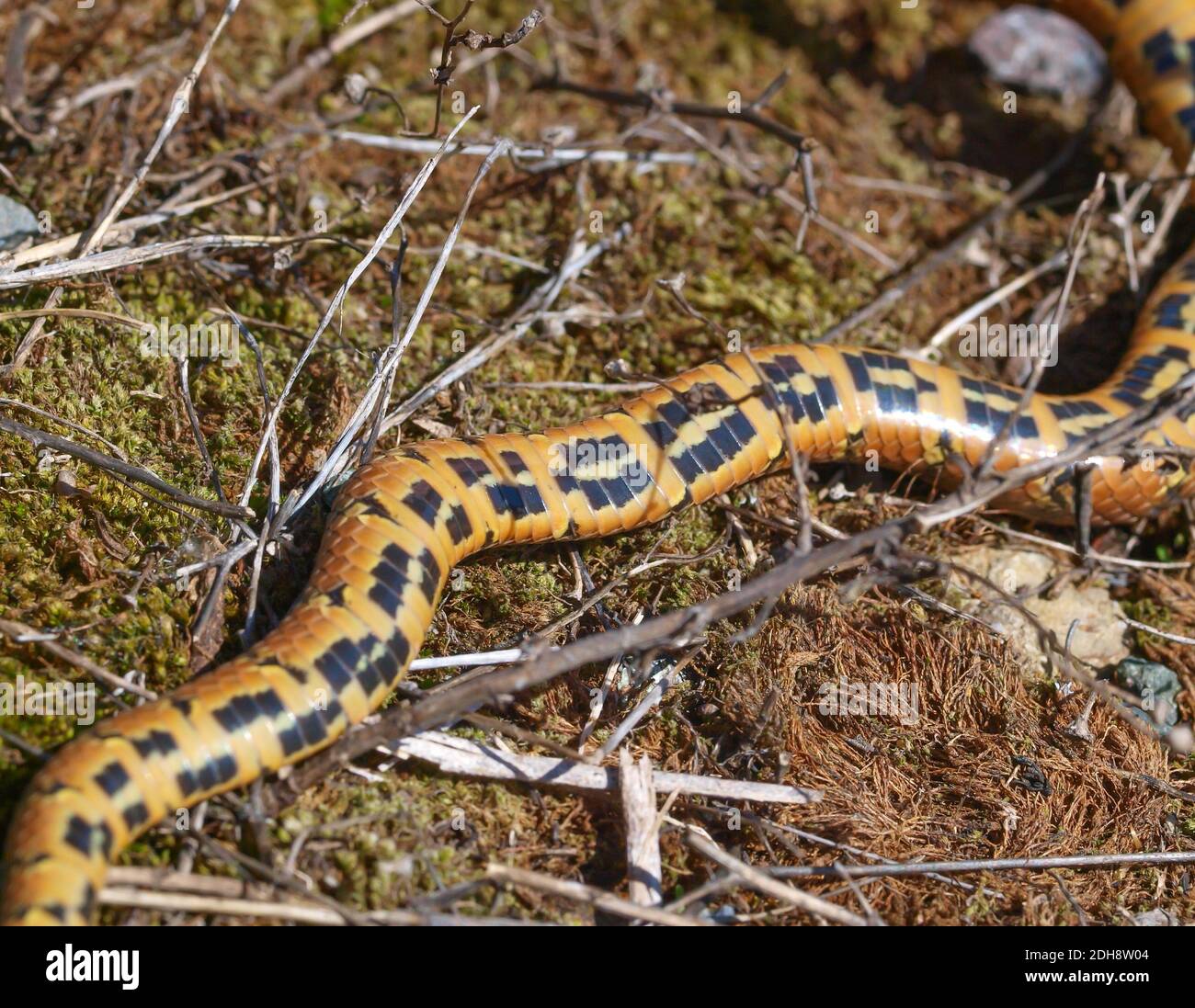 viperine snake, Natrix maura in spain Stock Photo - Alamy