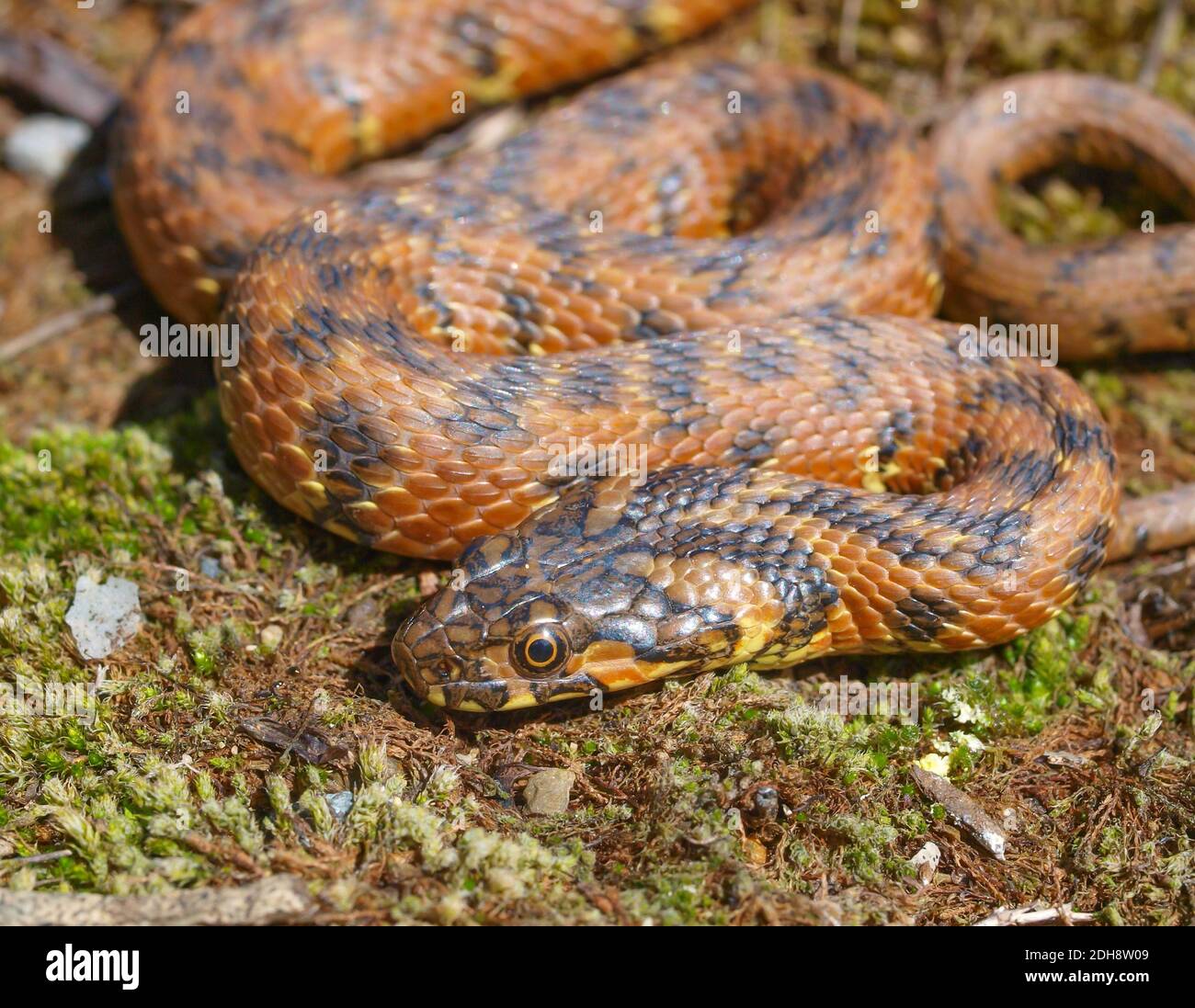 viperine snake, Natrix maura in spain Stock Photo - Alamy