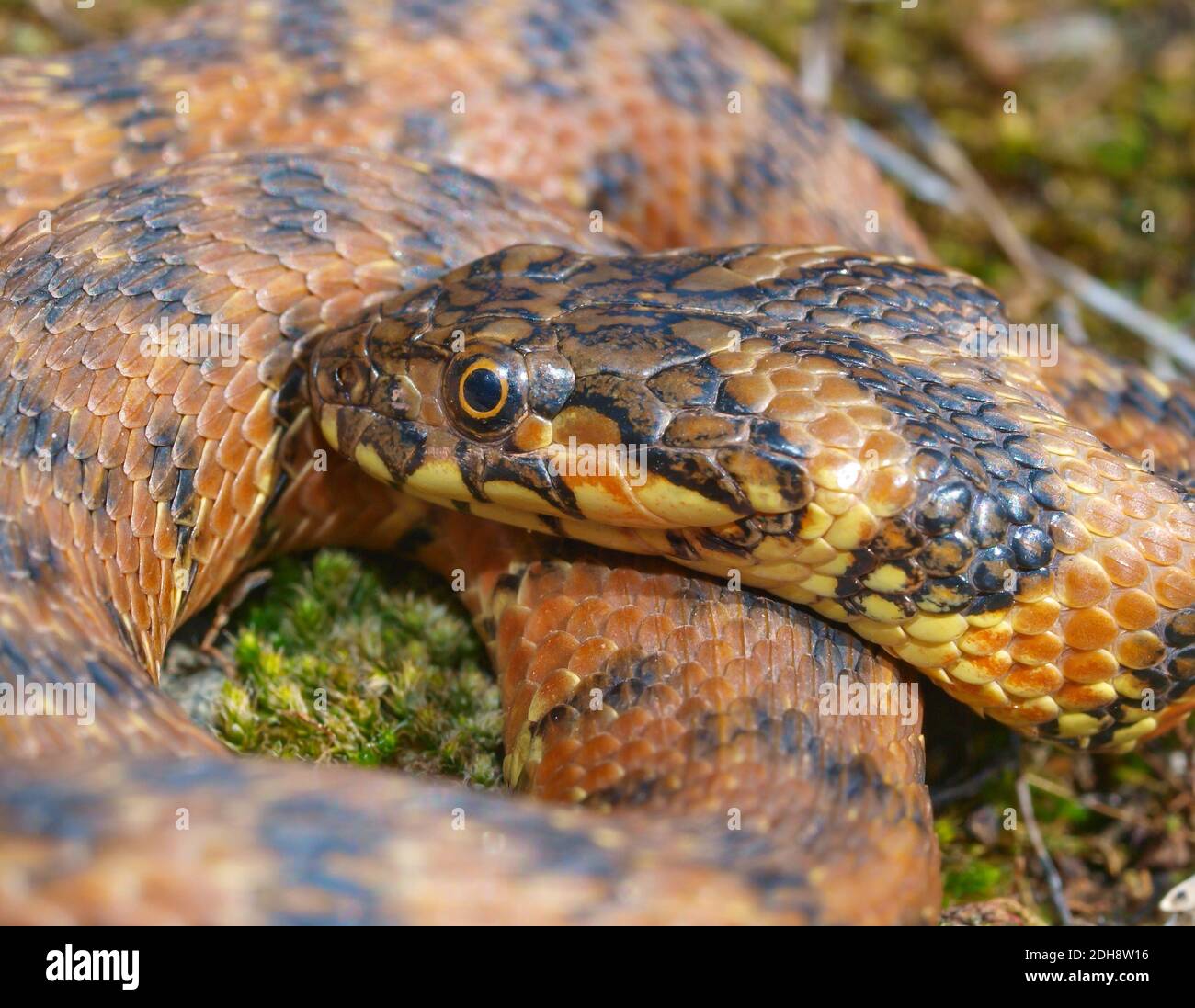 viperine snake, Natrix maura in spain Stock Photo - Alamy