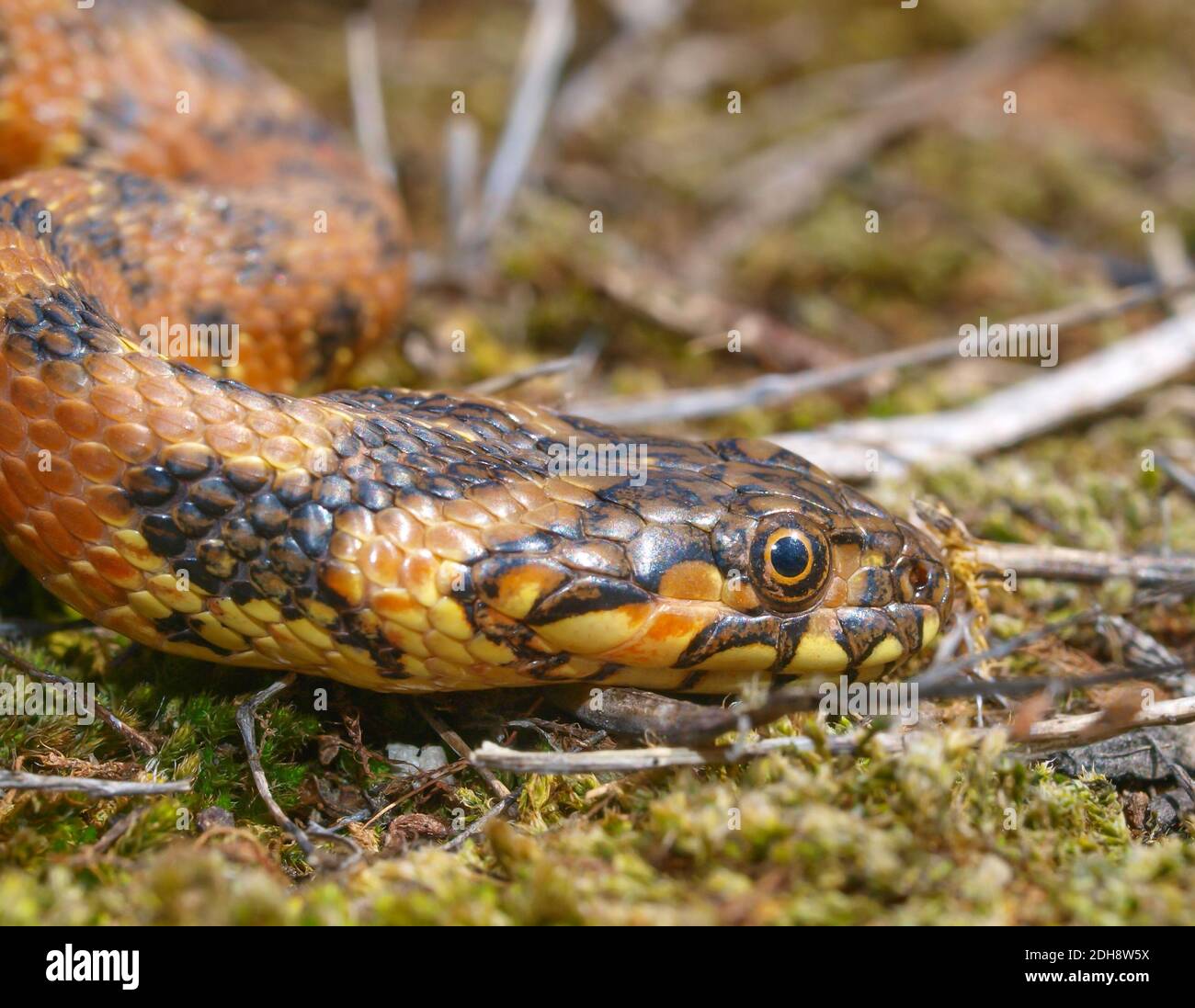 viperine snake, Natrix maura in spain Stock Photo - Alamy