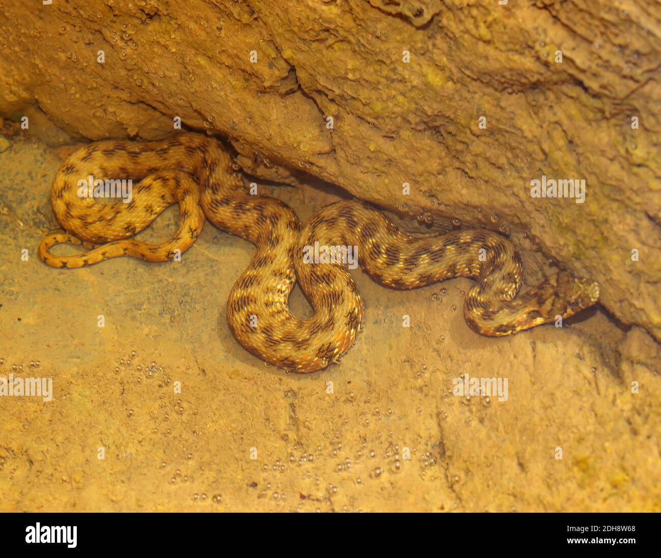 viperine snake, Natrix maura in spain Stock Photo - Alamy