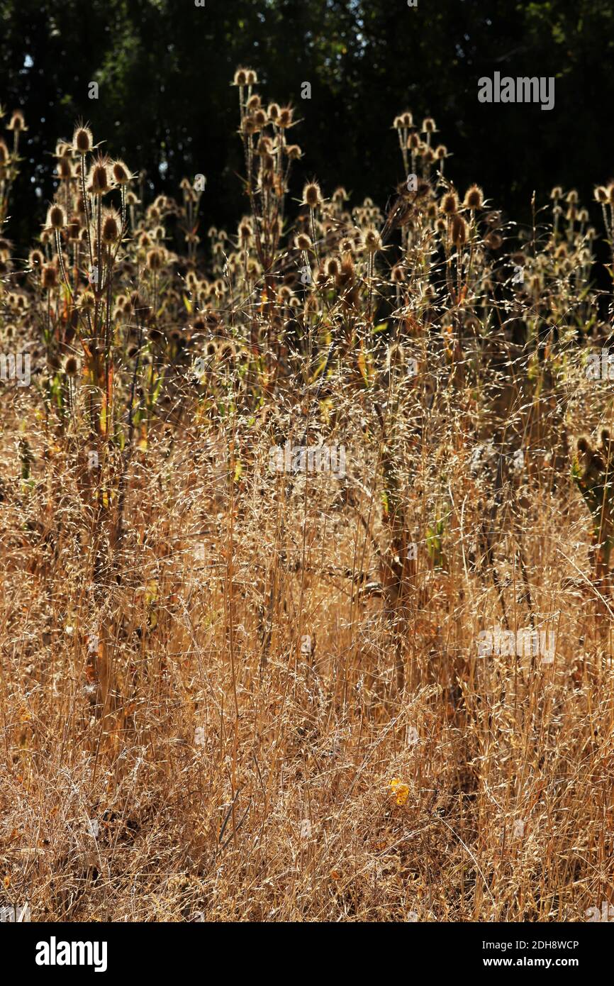 Yellow thistles in the fall Stock Photo - Alamy