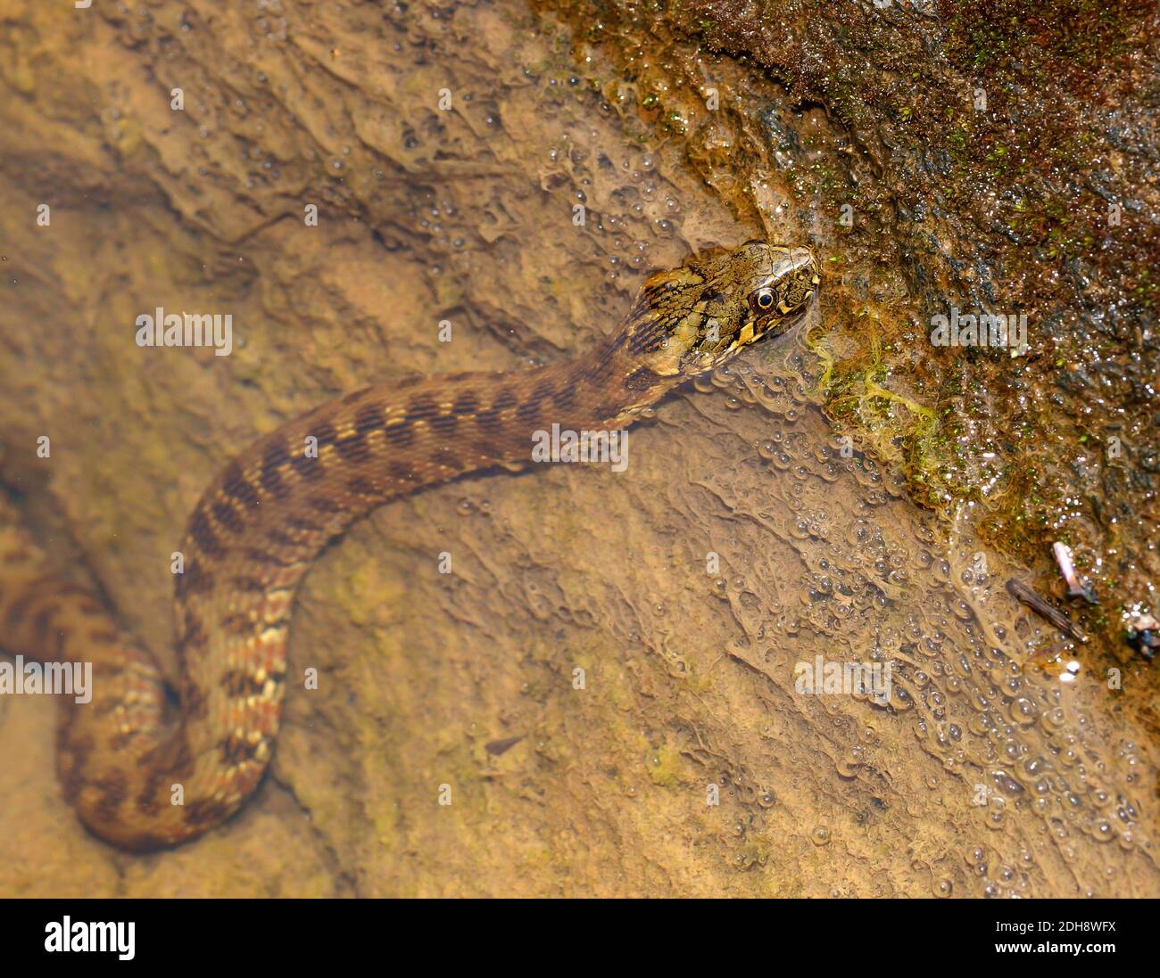 viperine snake, Natrix maura in spain Stock Photo - Alamy