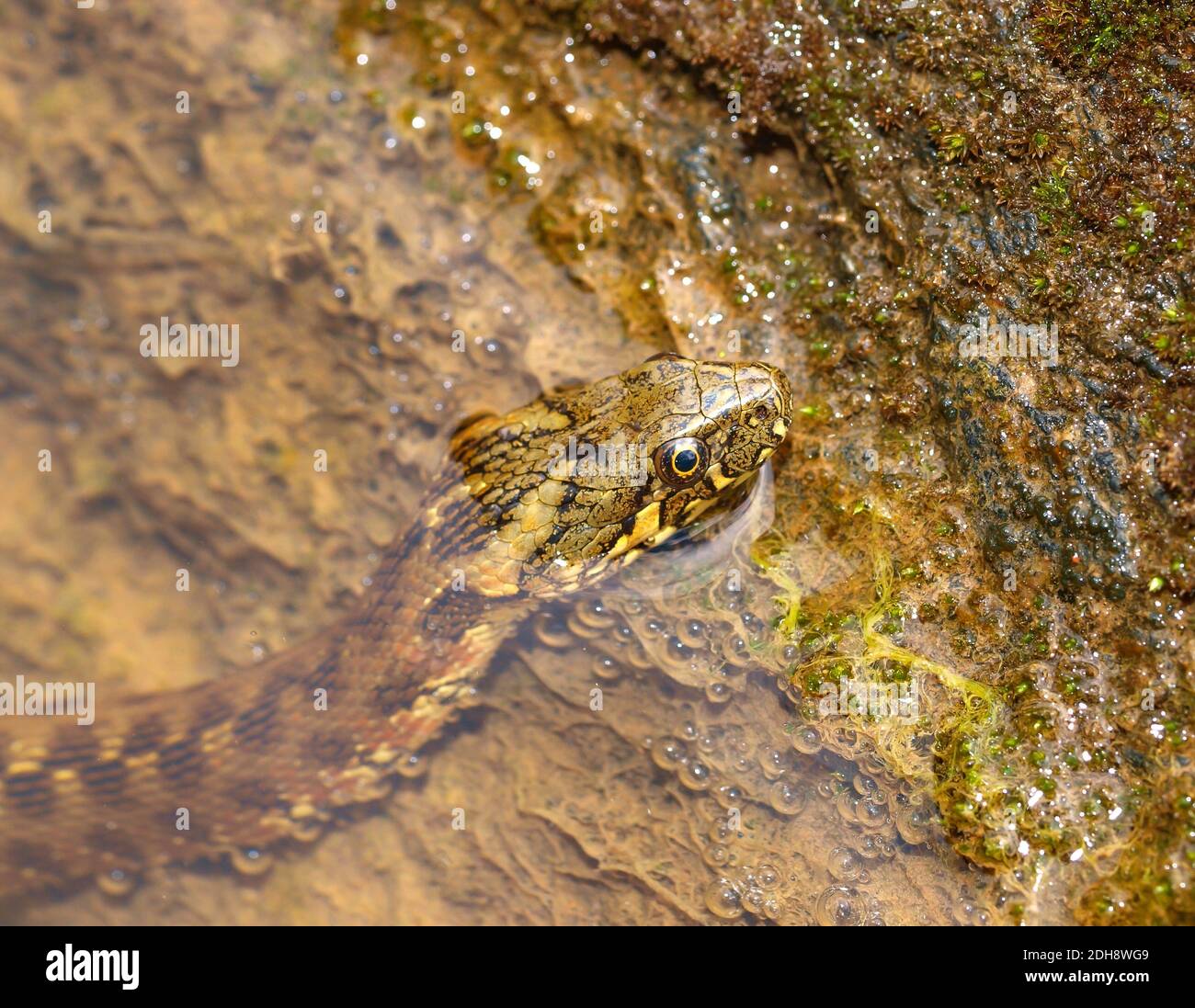 viperine snake, Natrix maura in spain Stock Photo - Alamy
