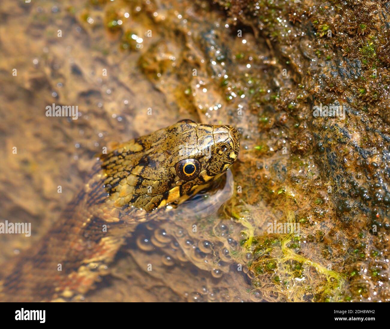 viperine snake, Natrix maura in spain Stock Photo - Alamy