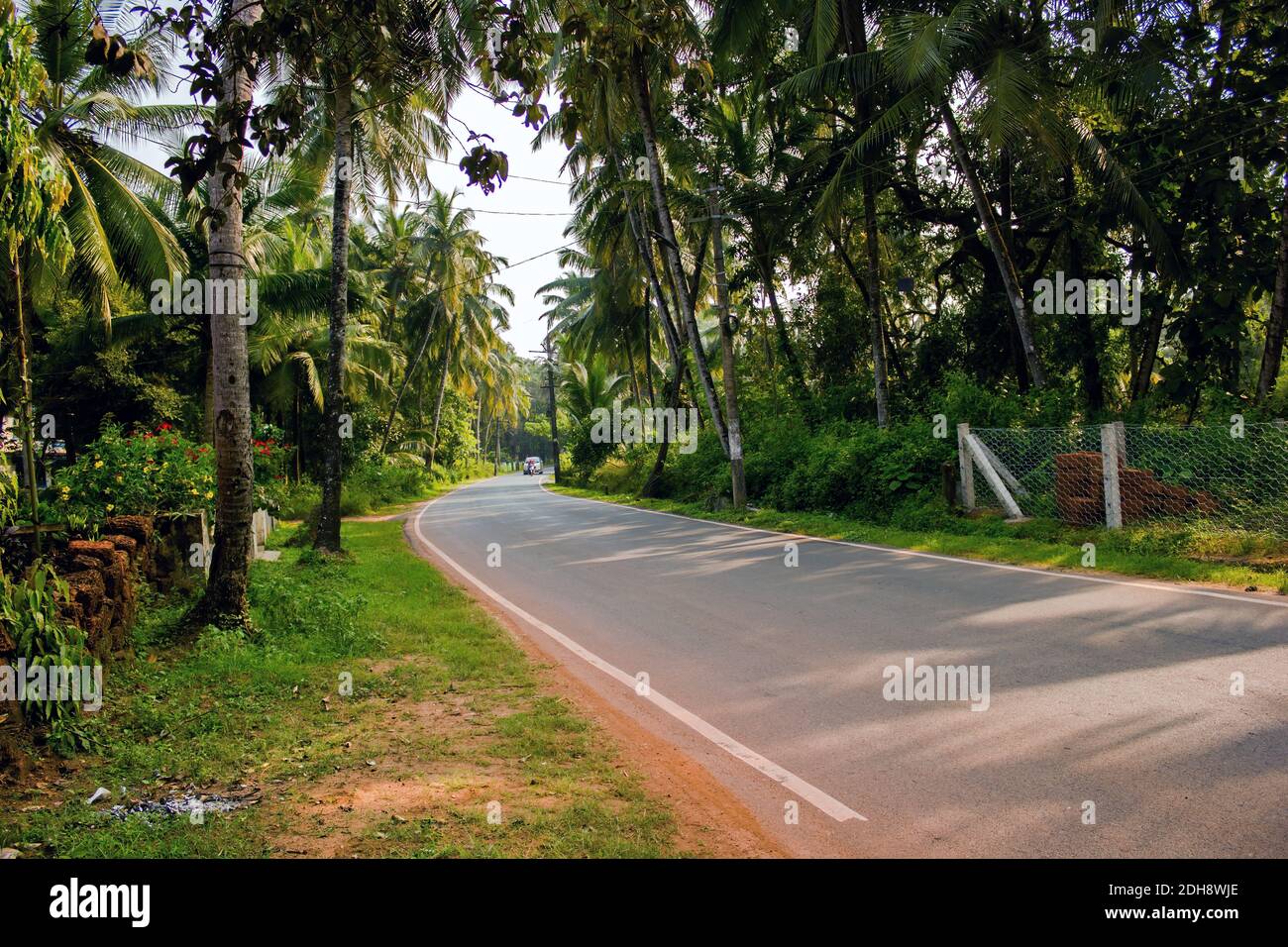 Goa, India: A road turning in a middle of Forest of palm tree. Exotic ...
