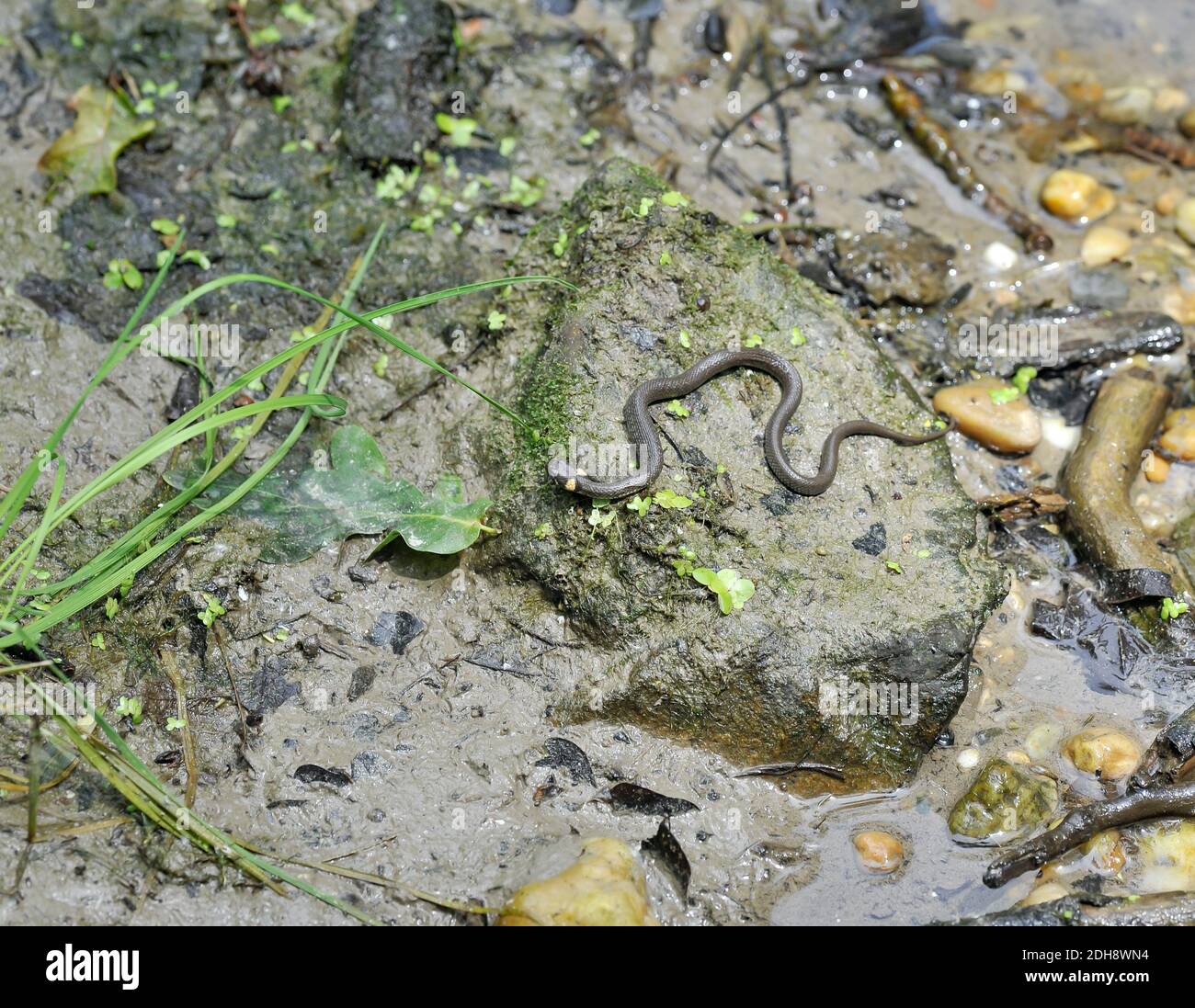 aquatic ringed snake, natrix natrix Stock Photo - Alamy