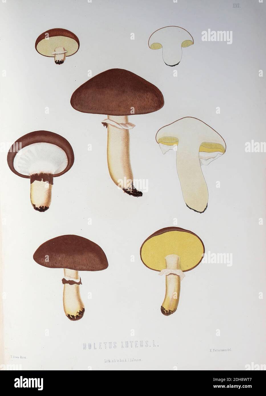 Suillus luteus [here as Boletus luteus] is a bolete fungus, and the ...