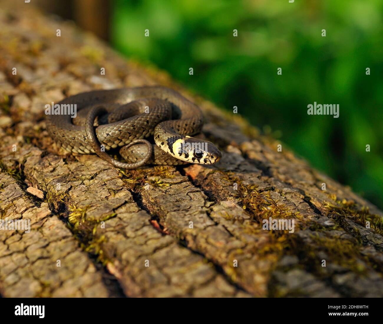 aquatic ringed snake, natrix natrix Stock Photo - Alamy