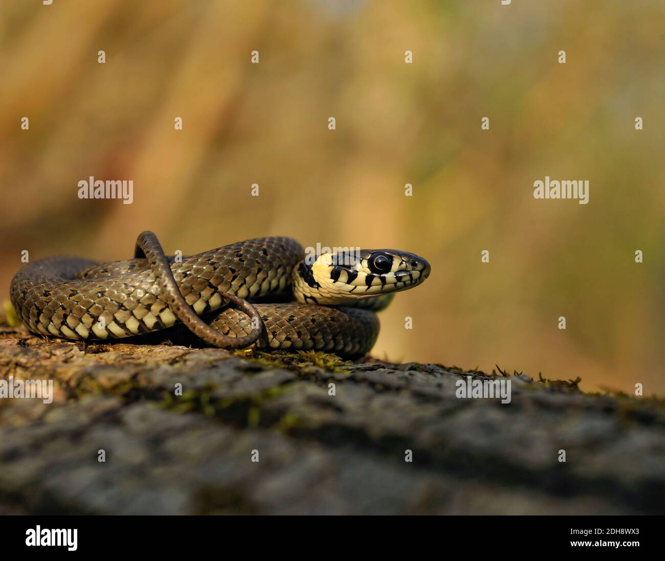 aquatic ringed snake, natrix natrix Stock Photo - Alamy
