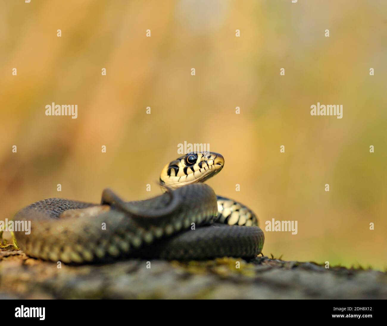 aquatic ringed snake, natrix natrix Stock Photo - Alamy