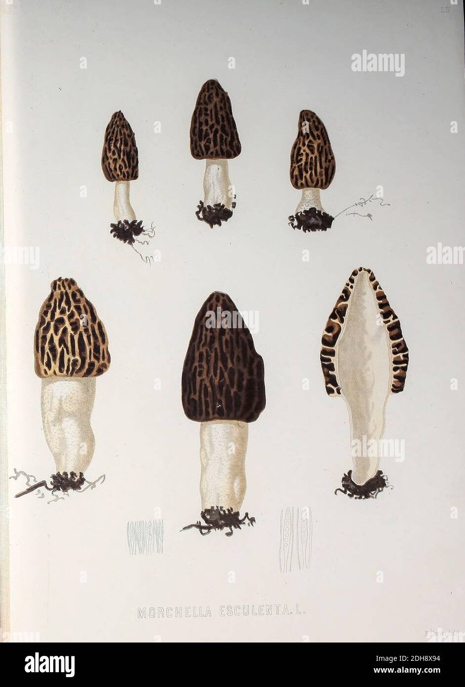 Morchella esculenta, (commonly known as common morel, morel, yellow ...