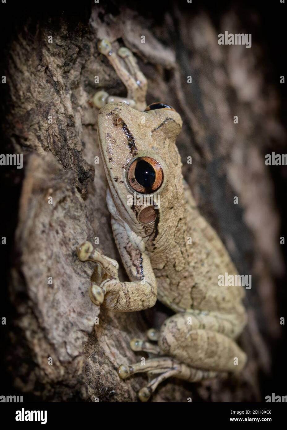 A vertical shot of a little file-eared tree frog on a tree Stock Photo ...