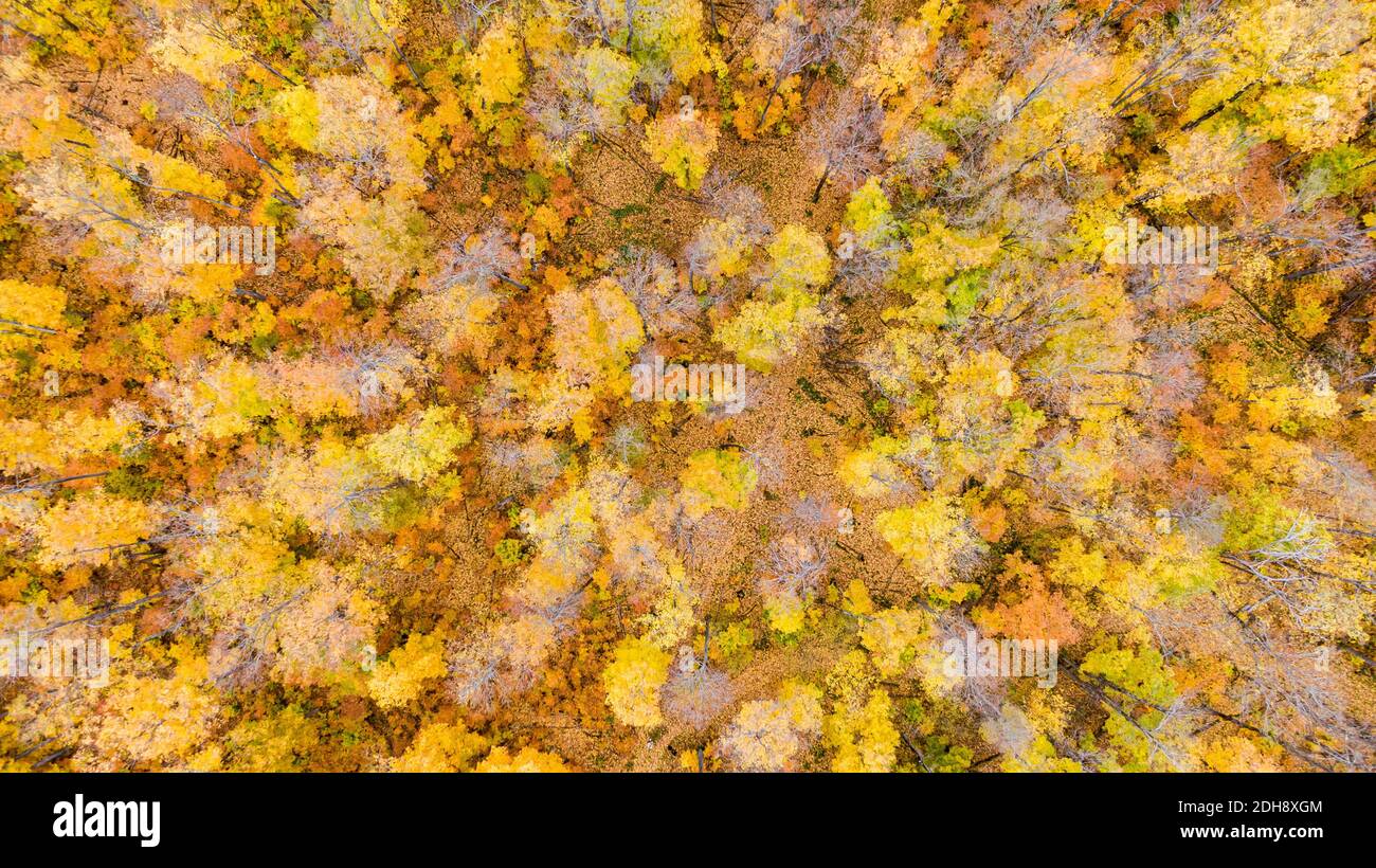 Woods canopy aerial hi-res stock photography and images - Alamy