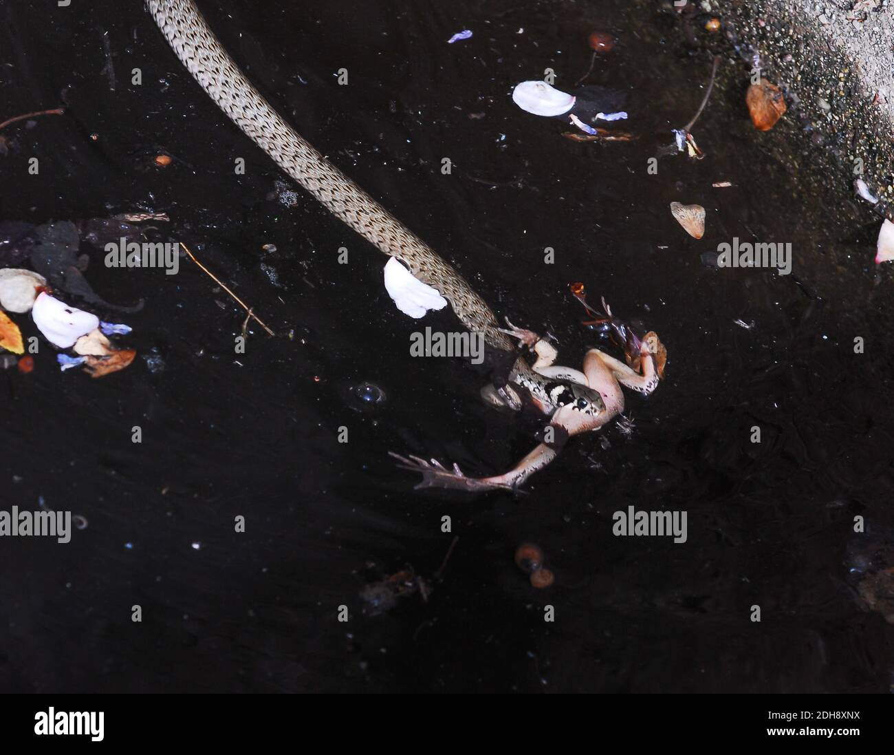 aquatic ringed snake, natrix natrix Stock Photo - Alamy