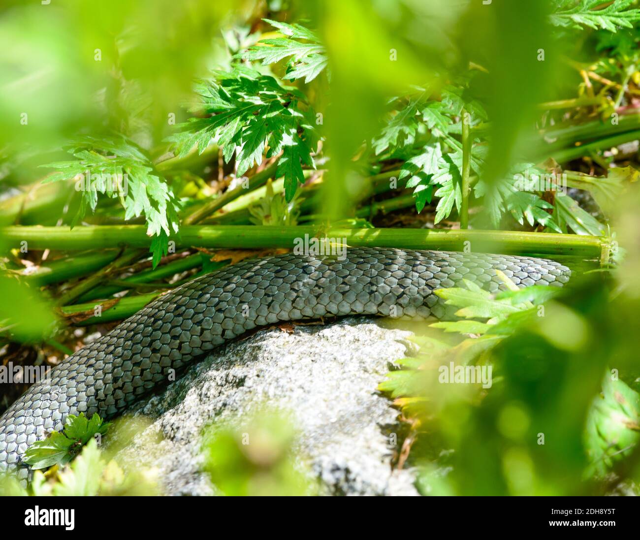 aquatic ringed snake, natrix natrix Stock Photo - Alamy