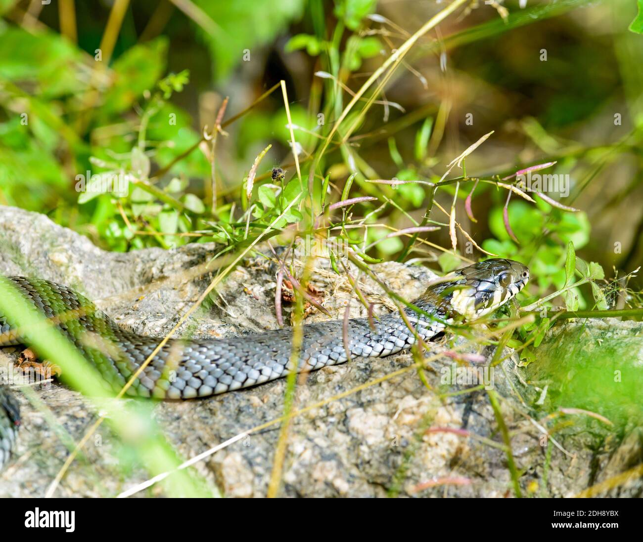 aquatic ringed snake, natrix natrix Stock Photo - Alamy