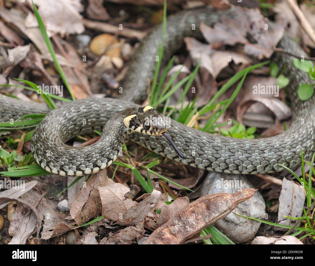 aquatic ringed snake, natrix natrix Stock Photo - Alamy