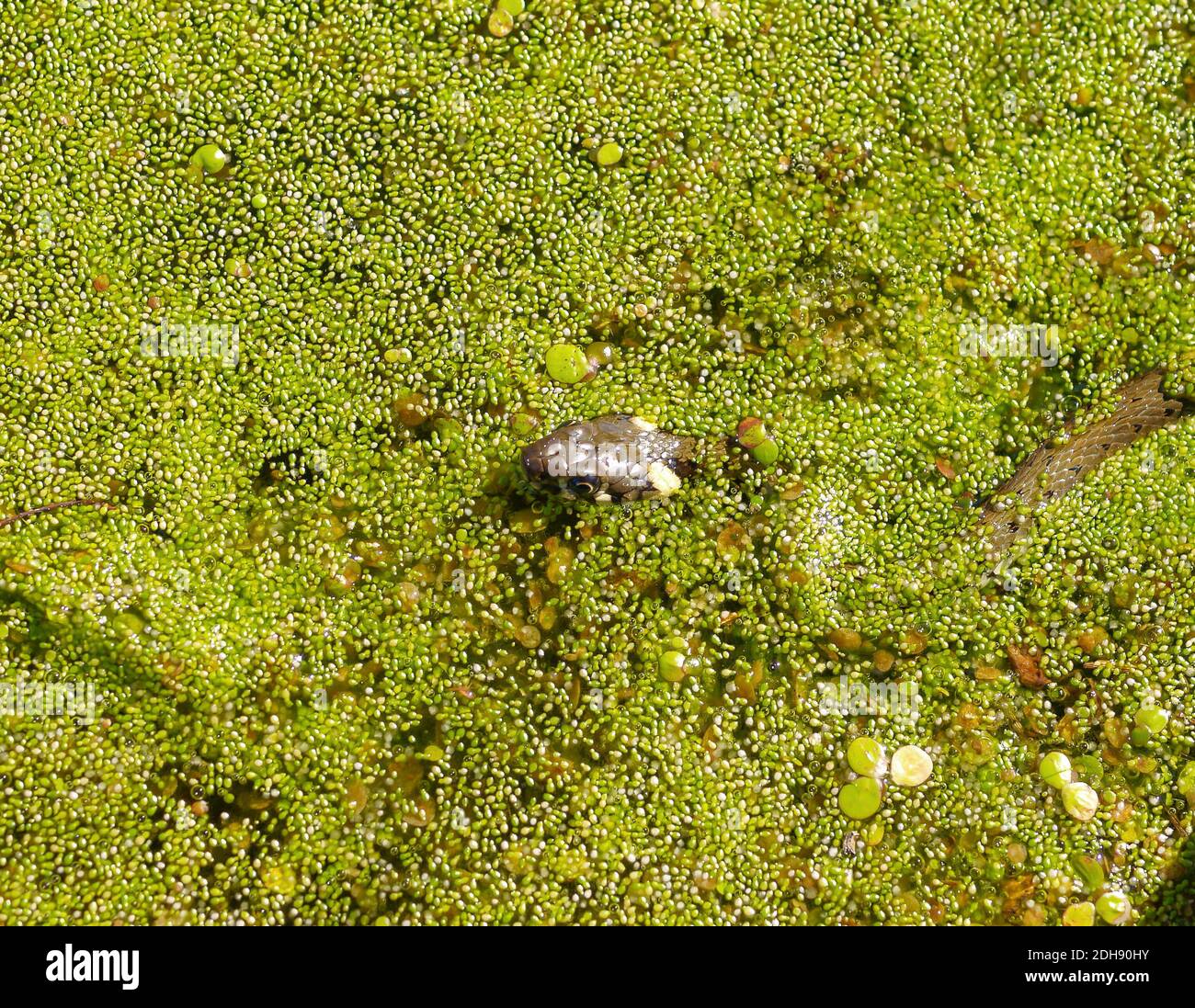 aquatic ringed snake, natrix natrix Stock Photo - Alamy