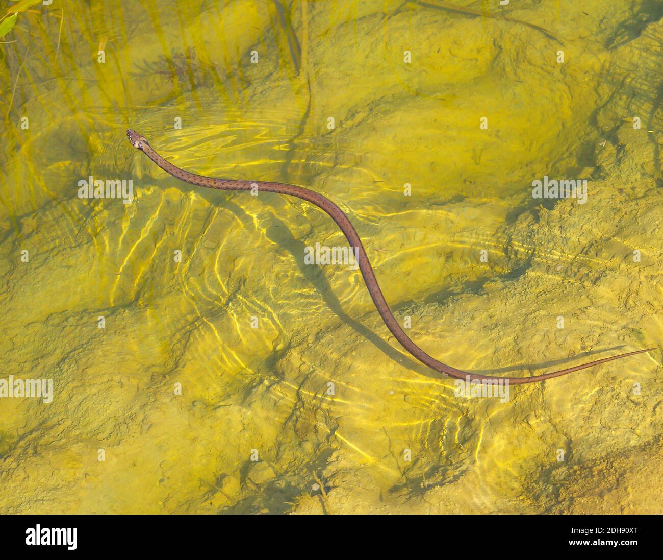 aquatic ringed snake, natrix natrix Stock Photo - Alamy
