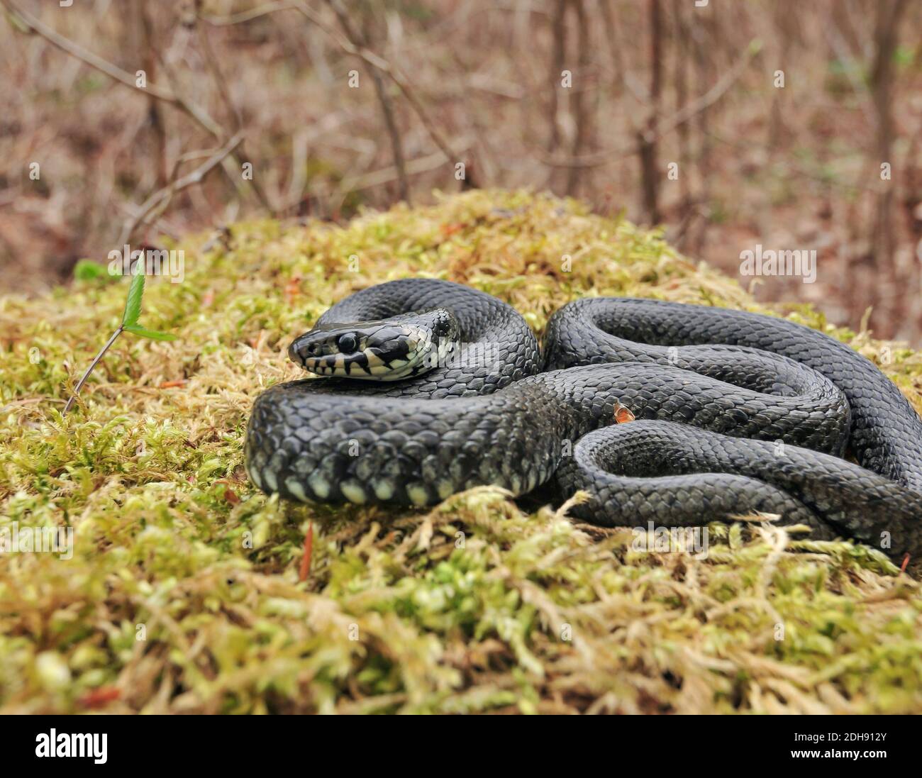 aquatic ringed snake, natrix natrix Stock Photo - Alamy