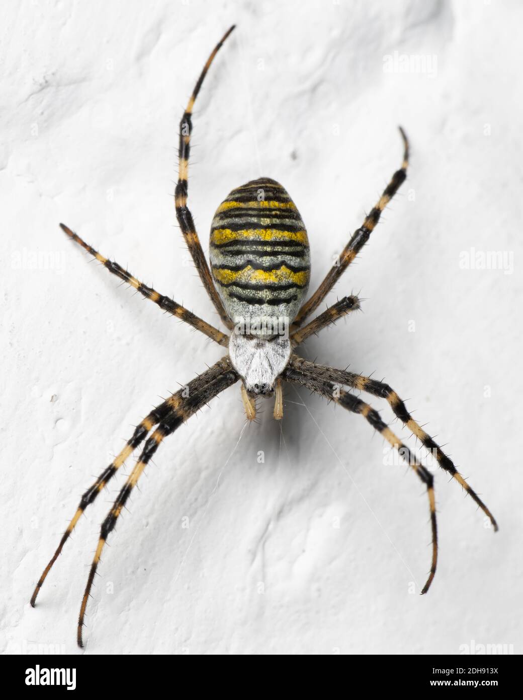 Argiope bruennichi (wasp spider) sitting on a white background / lime ...