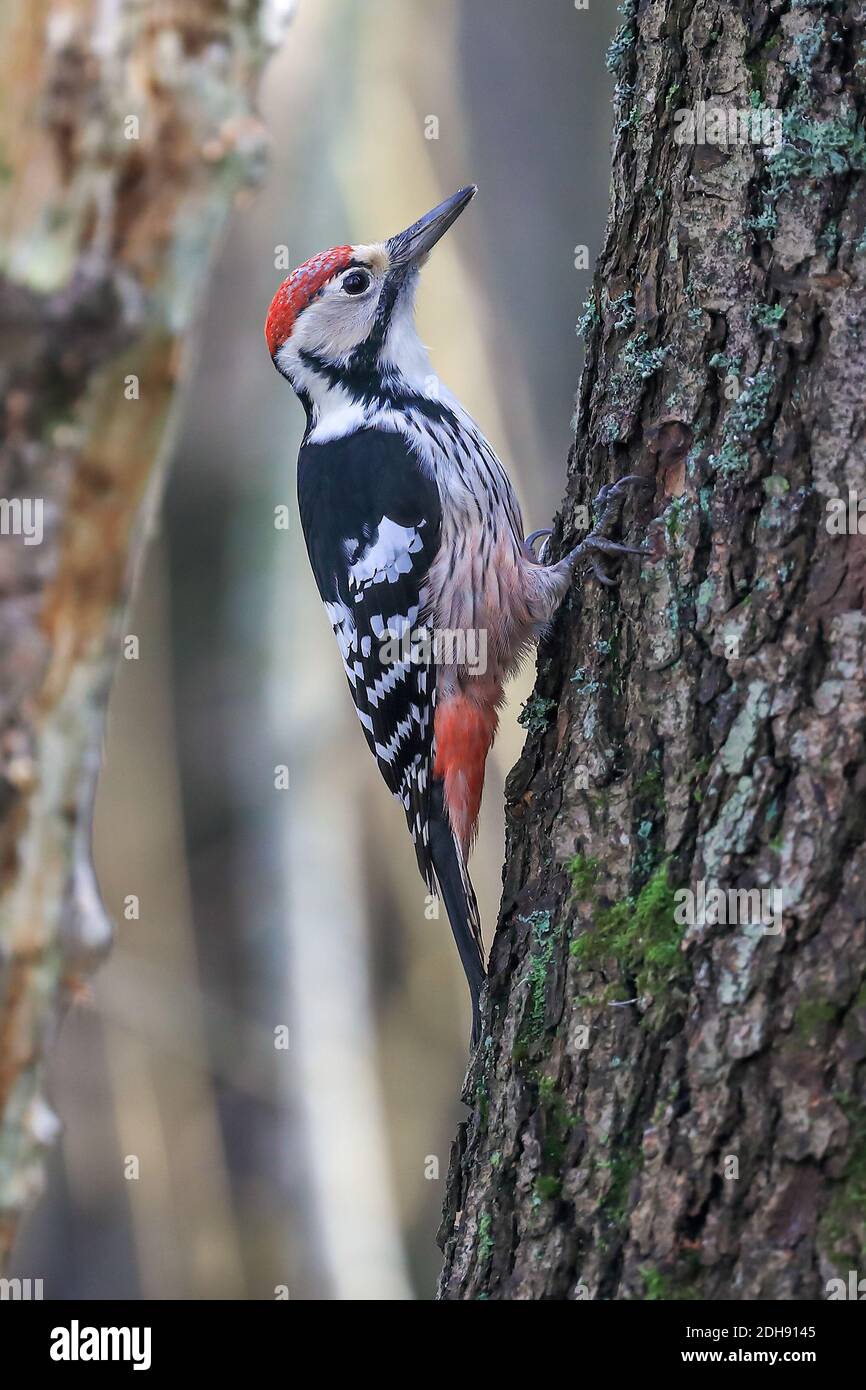 White backed woodpecker male hi-res stock photography and images - Alamy