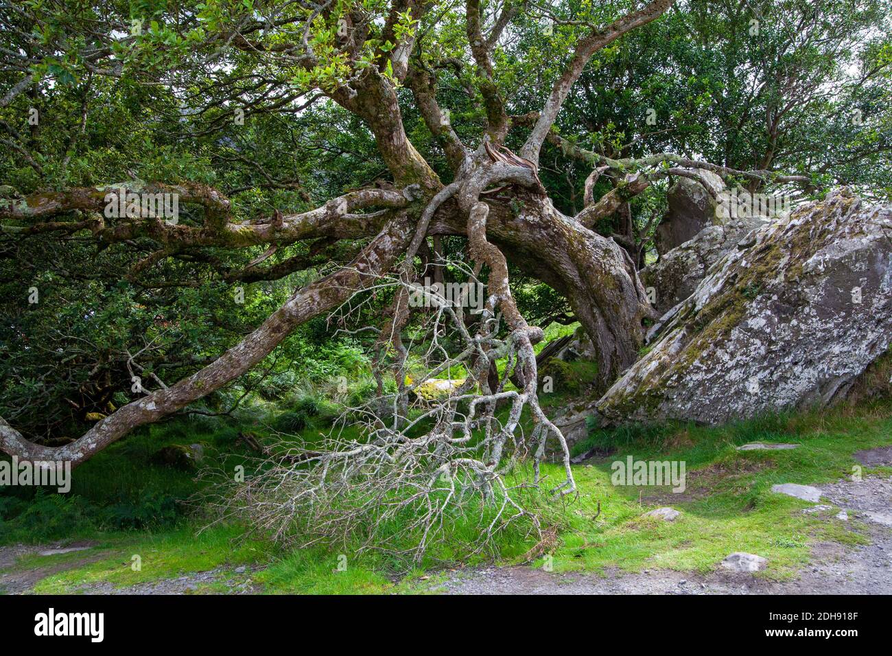A big old mystic tree on a green grass with big rocks around it Stock ...