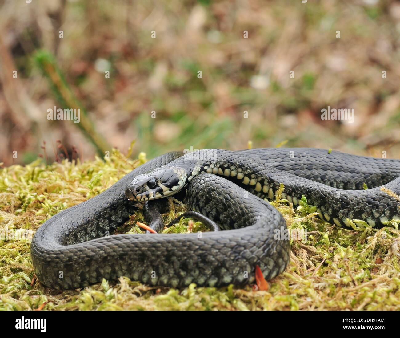 aquatic ringed snake, natrix natrix Stock Photo - Alamy