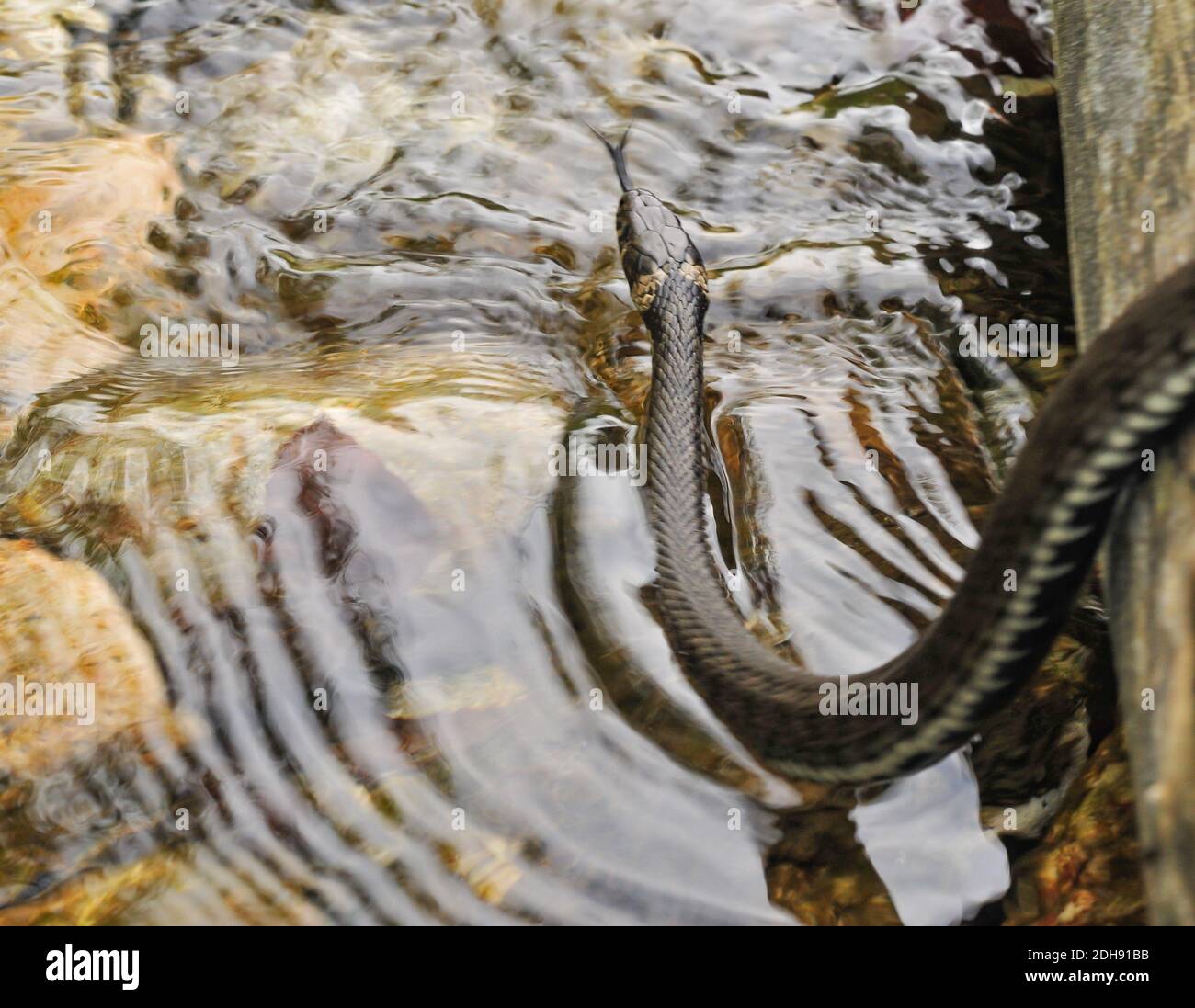 aquatic ringed snake, natrix natrix Stock Photo - Alamy