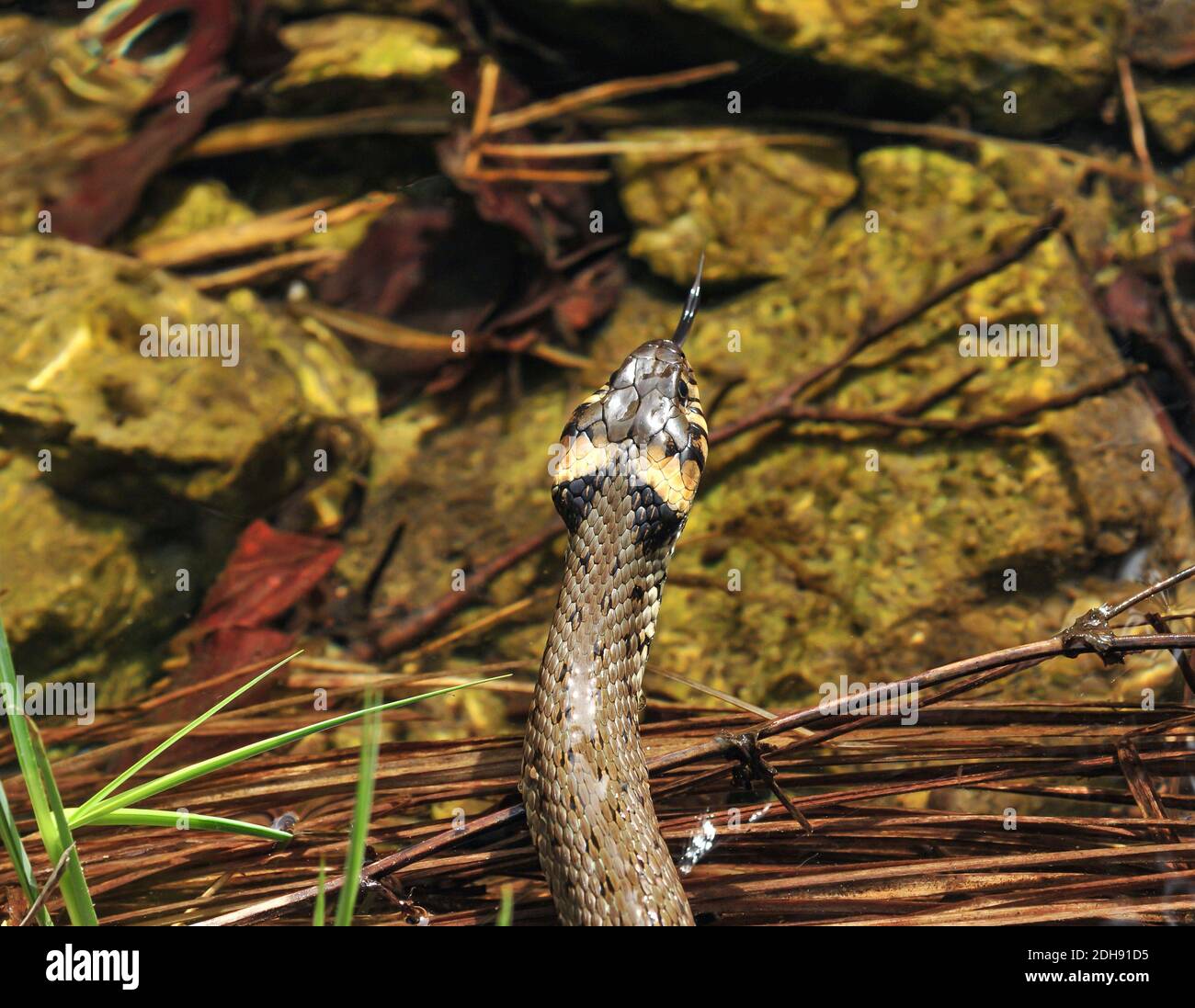 aquatic ringed snake, natrix natrix Stock Photo - Alamy