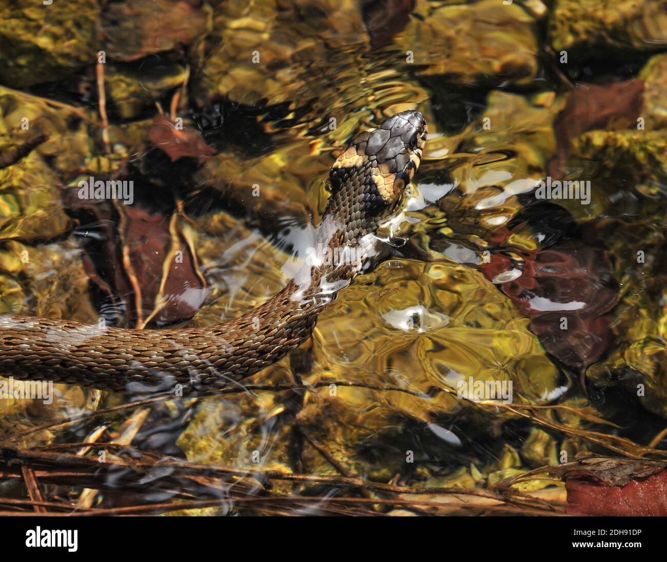 aquatic ringed snake, natrix natrix Stock Photo - Alamy