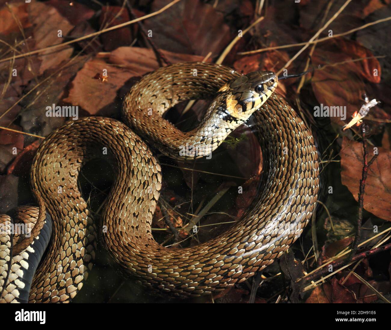 aquatic ringed snake, natrix natrix Stock Photo - Alamy