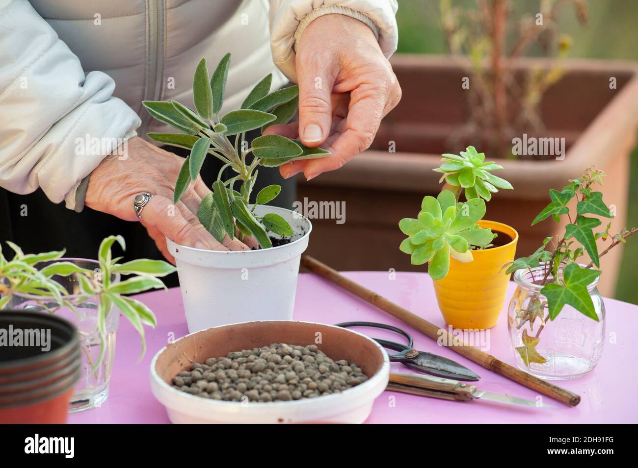 Gardener put a sprig of sage into a pot. Cutting is a technique to ...