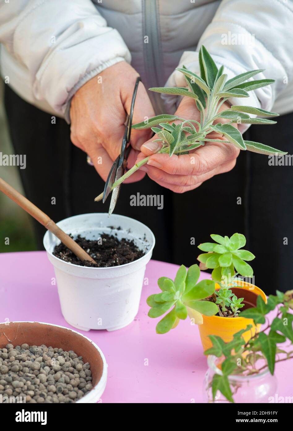 Gardener cut a sprig of sage. Cutting is a technique to reproduce many ...