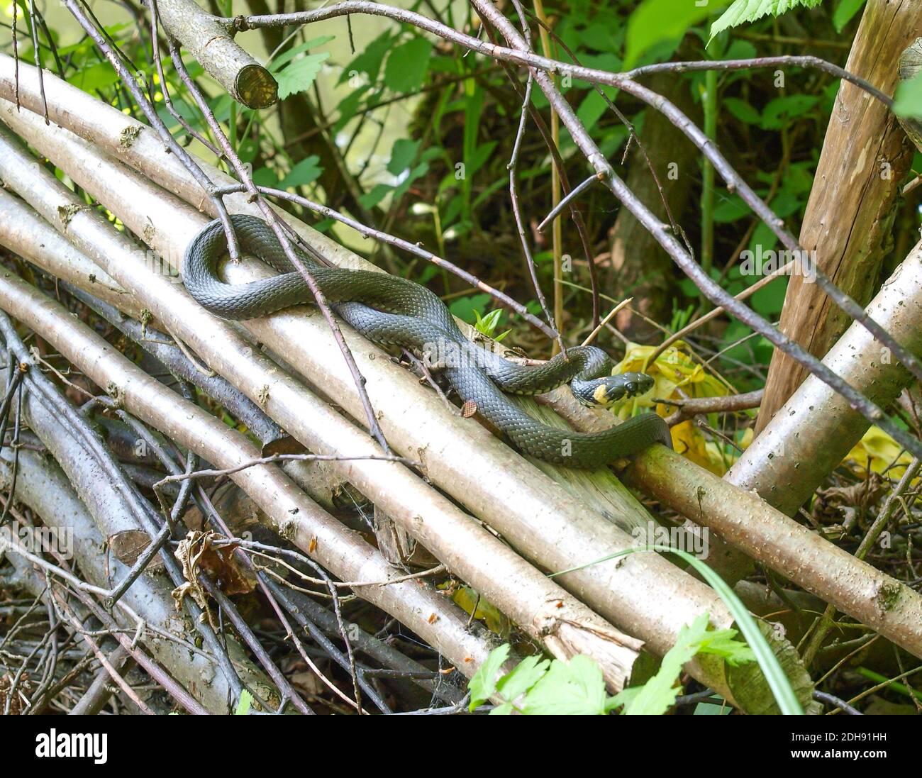 aquatic ringed snake, natrix natrix Stock Photo - Alamy