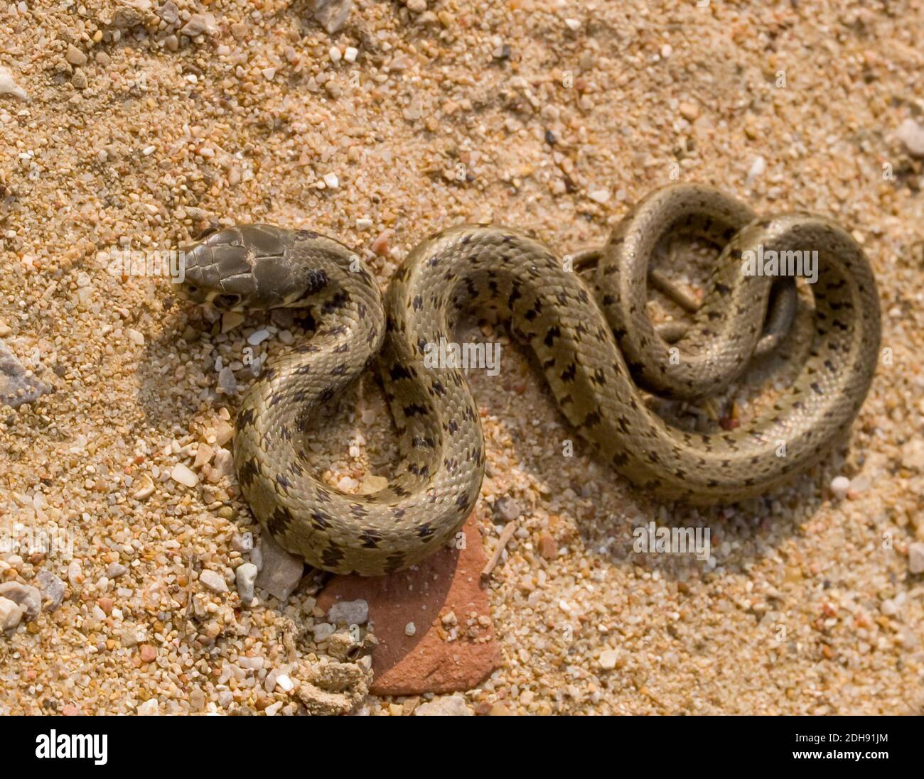aquatic ringed snake, natrix natrix Stock Photo - Alamy