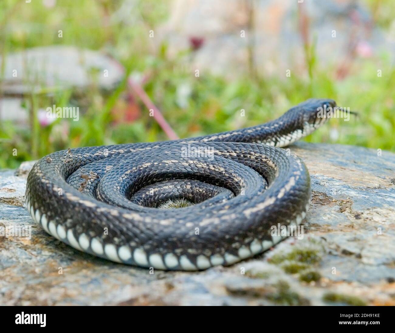 aquatic ringed snake, natrix natrix Stock Photo - Alamy